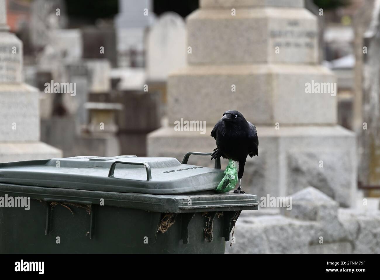 A scavenging little raven atop a garbage bin in a cemetery, with graves ...