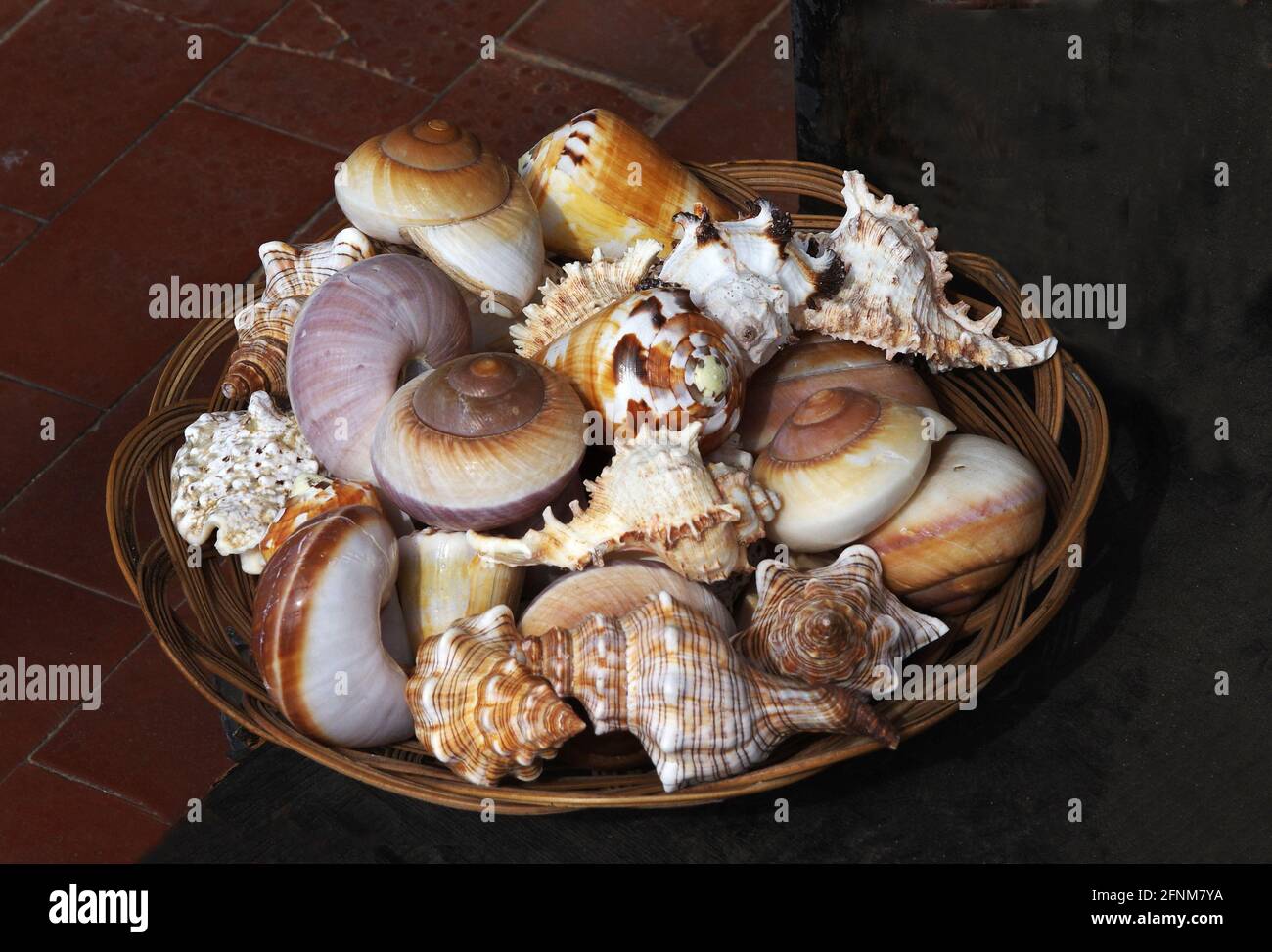 Shop sea shells hi-res stock photography and images - Alamy