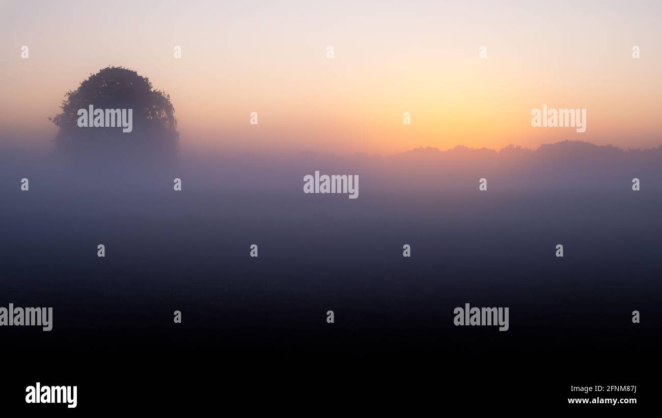 Tree during the golden hour hi-res stock photography and images - Alamy