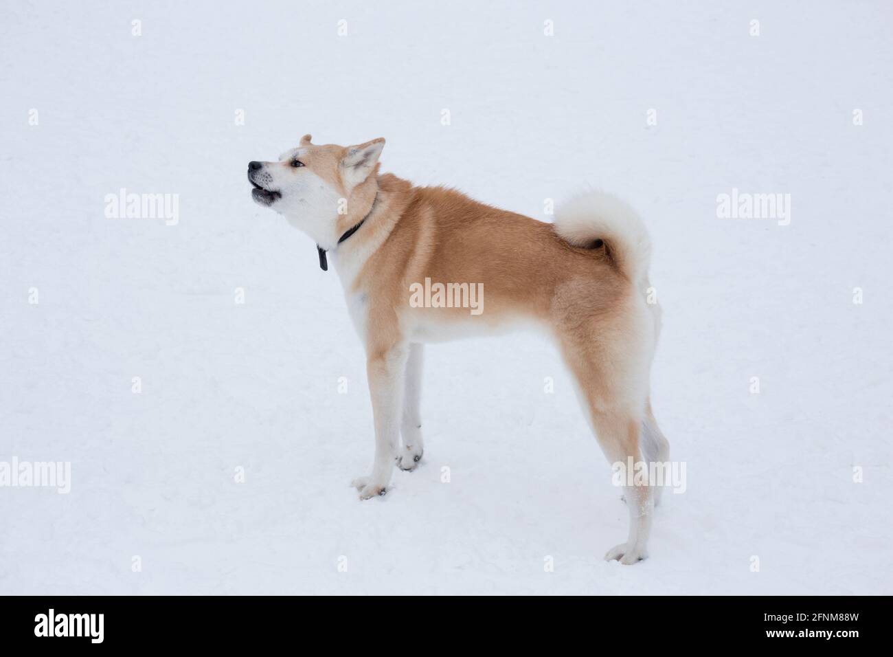 Cute akita inu puppy is barking in the winter park. Japanese akita or ...