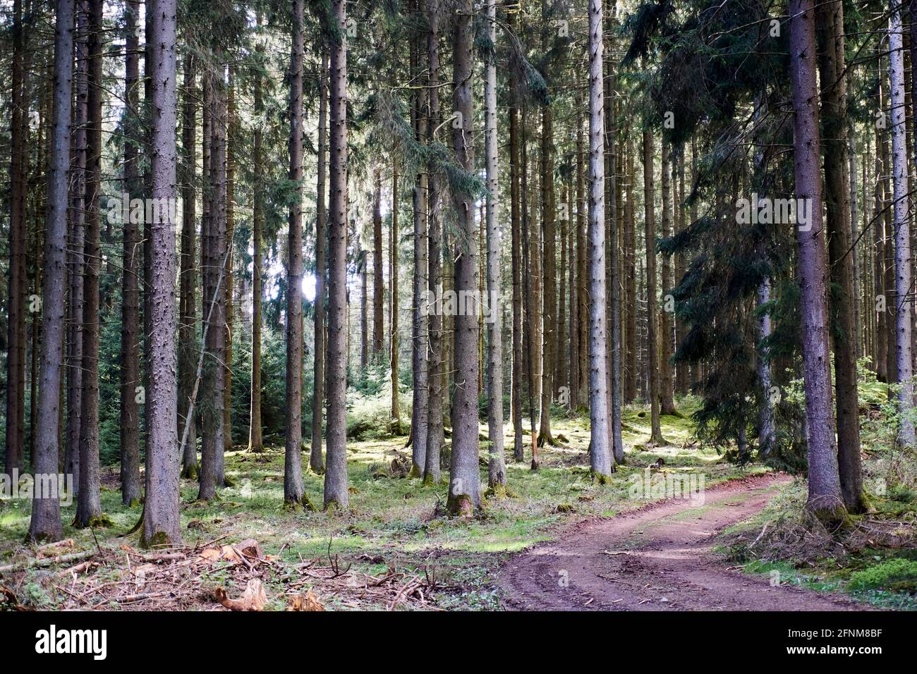 Hike path through a forest in spring, young green foliage Stock Photo ...