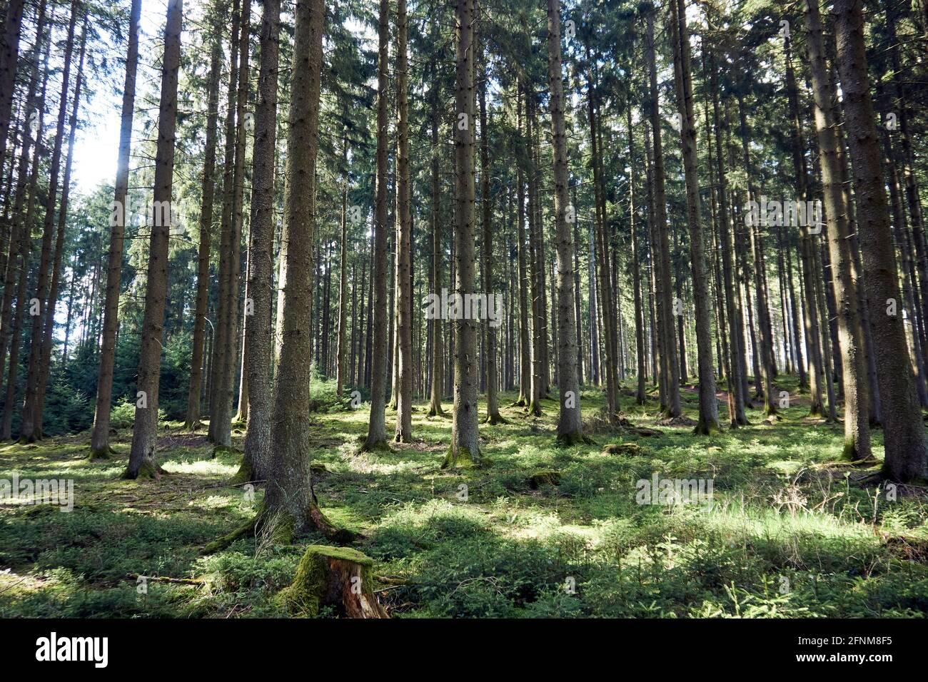 Hike path through a forest in spring, young green foliage Stock Photo ...