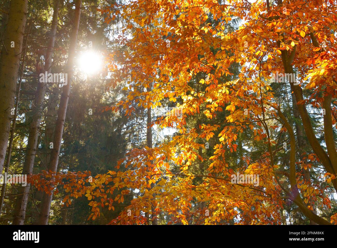 Gentle autumn sun through foliage tall trees Stock Photo - Alamy