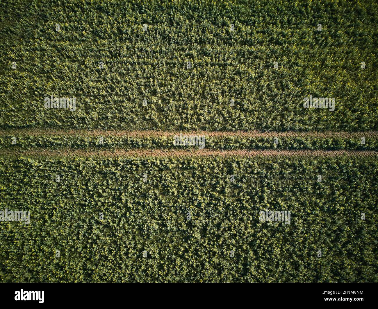 Aerial view of fresh rapeseed (Brassica napus) agricultural fields. Top ...