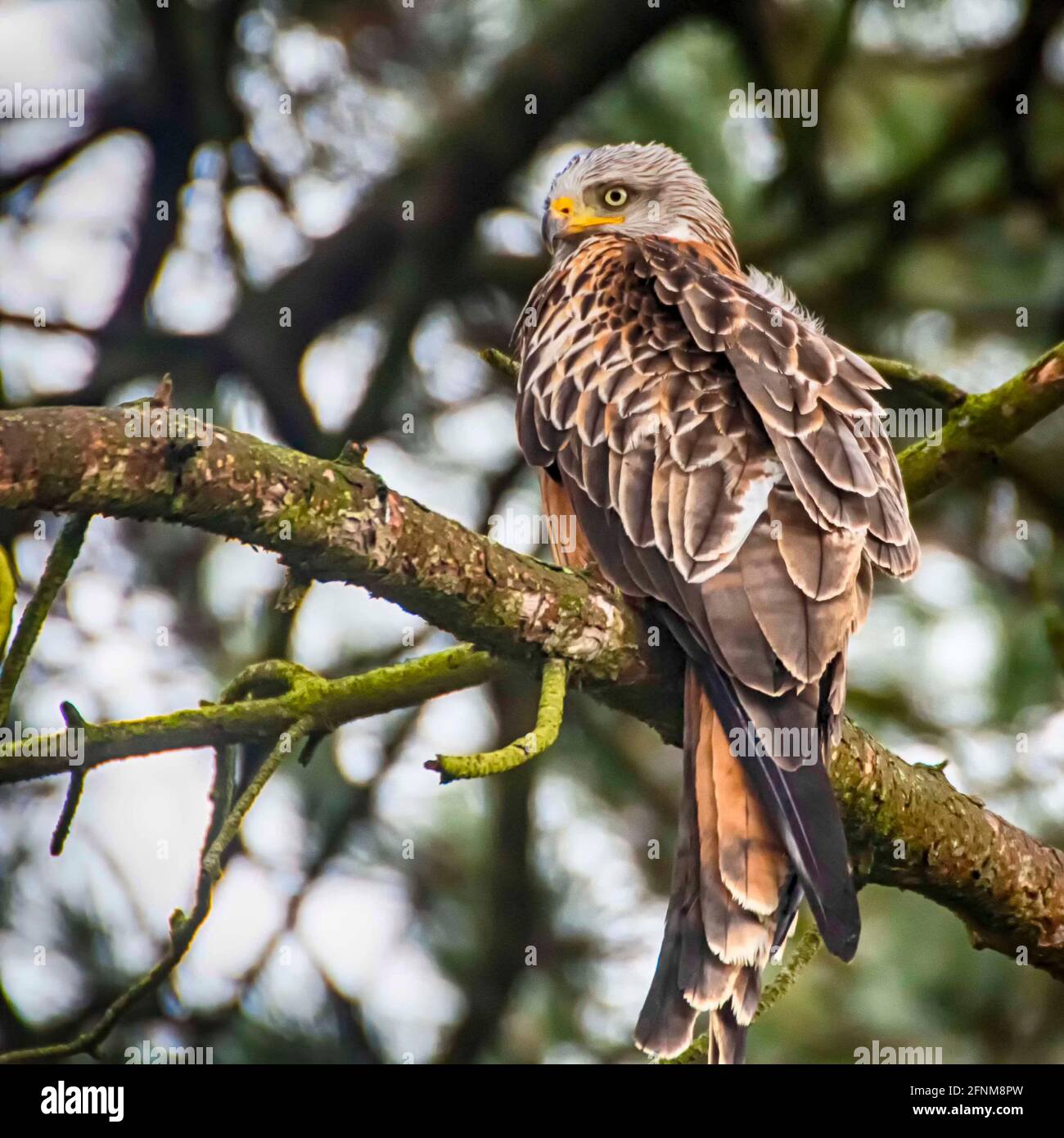 A red kite on a pine tree in mid Wales The Red kite is a large bird of ...