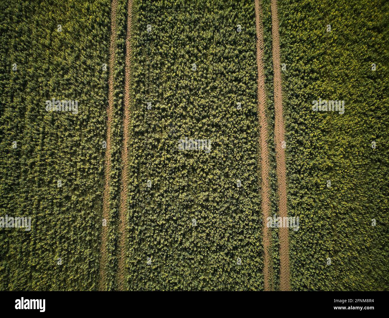 Aerial view of fresh rapeseed (Brassica napus) agricultural fields. Top ...