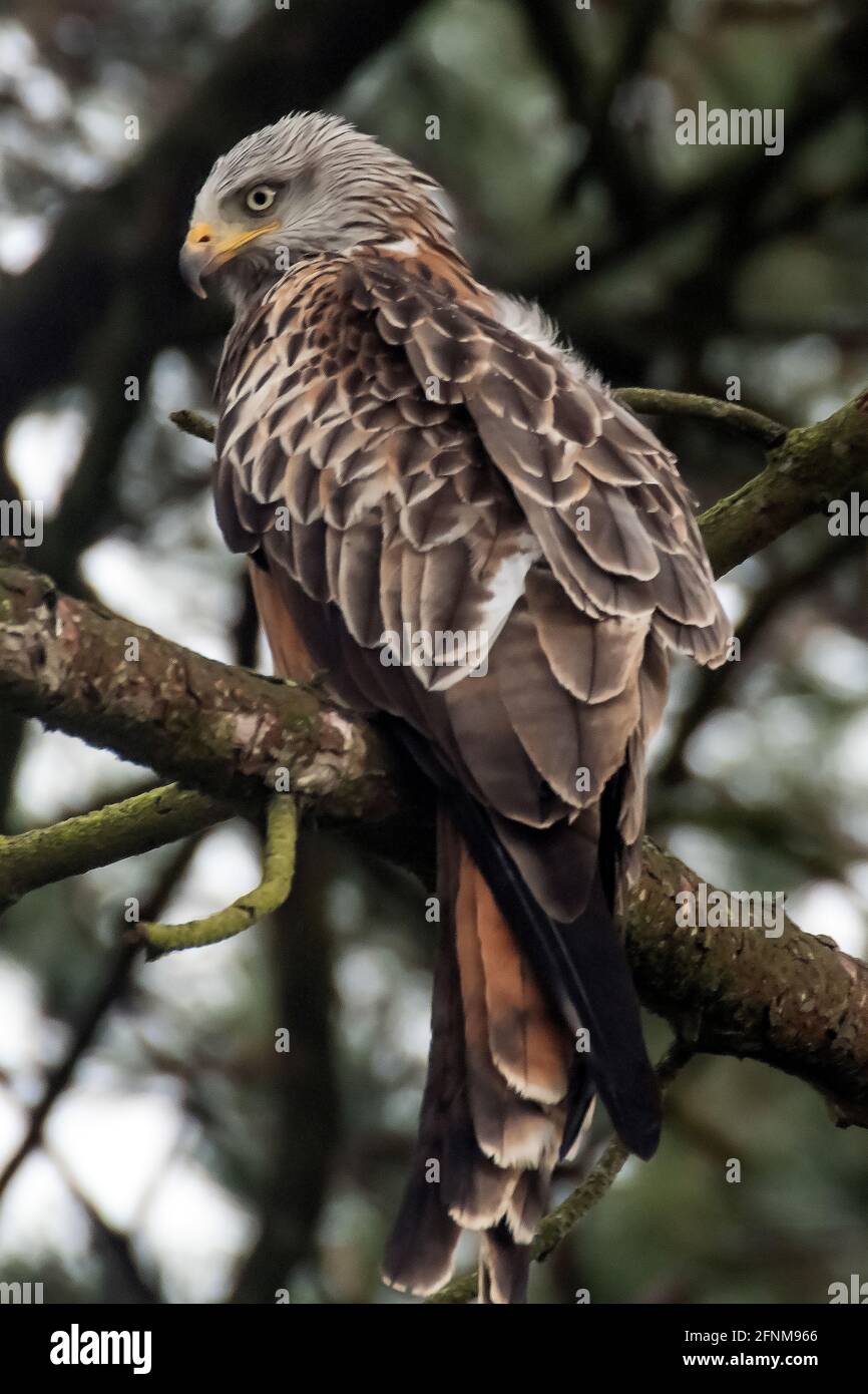 A red kite on a pine tree in mid Wales The Red kite is a large bird of ...