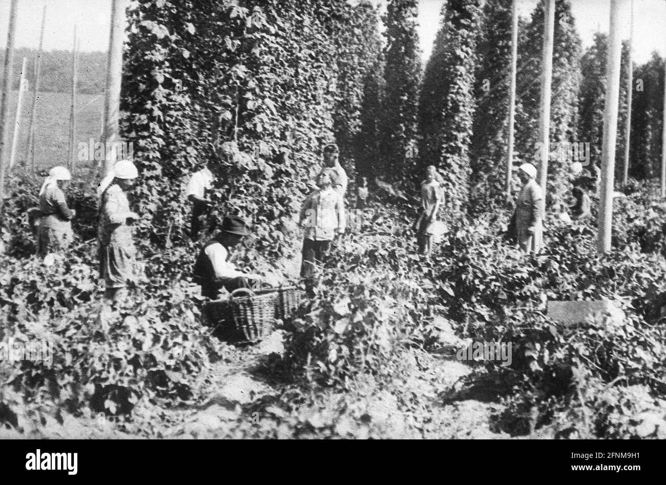 Harvesting 1930s hi-res stock photography and images - Alamy