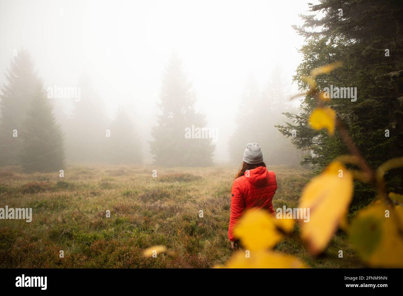 Hiking woman red jacket nature landscape in fall with yellow leaves ...