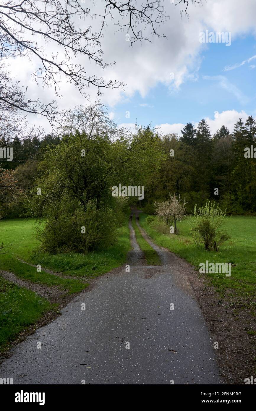 Hike path through a forest in spring, young green foliage Stock Photo ...