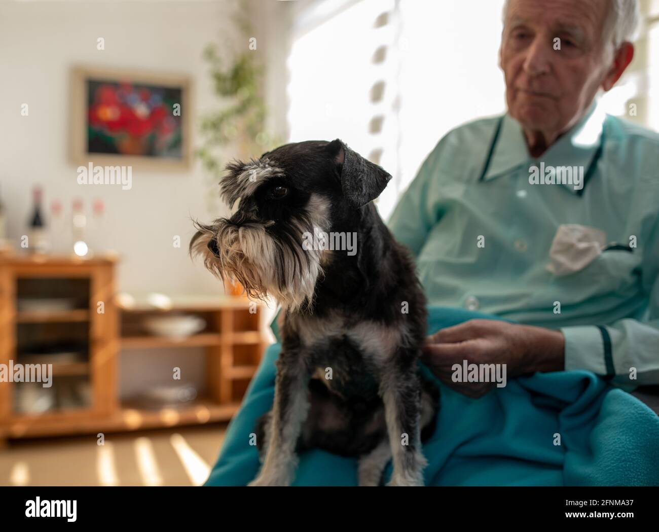Dog man lap love old hi-res stock photography and images - Alamy