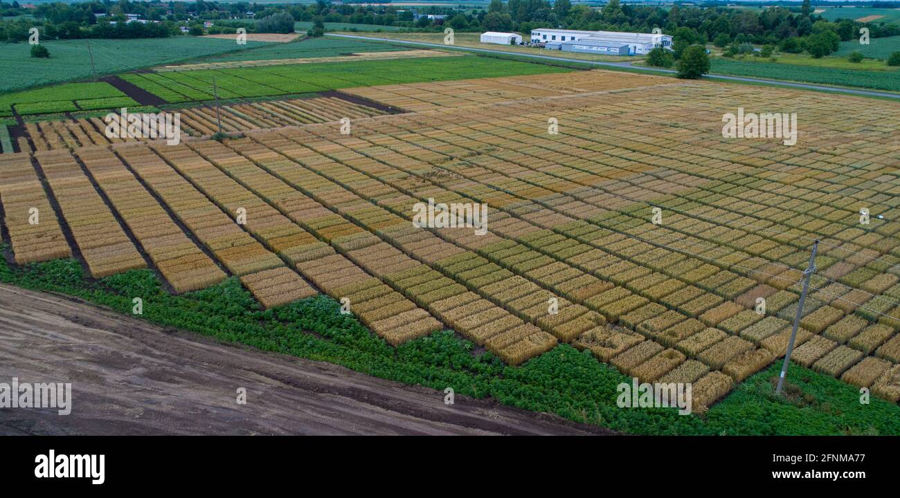 Aerial image of agricultural test plots with different sorts of cereal ...
