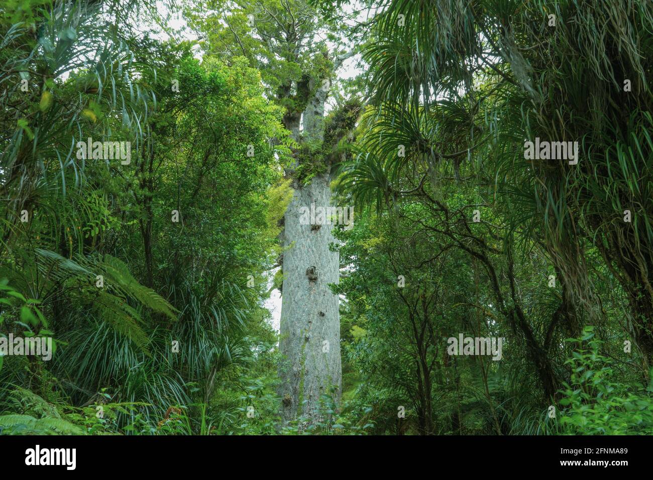 God Of The Forest Stock Photo - Alamy