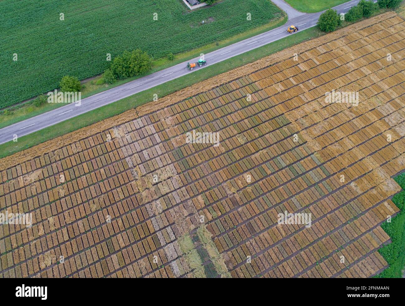 Aerial image of agricultural test plots with different sorts of cereal ...