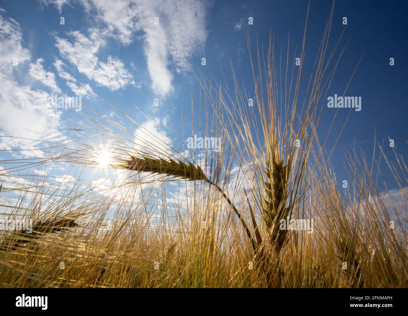 Close up of spike of ripe barley crop in golden field with blue sky ...