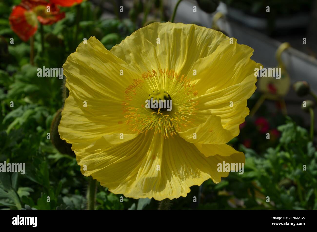 Icelandic yellow poppy, papaver nudicaule, perennial poppies Stock ...