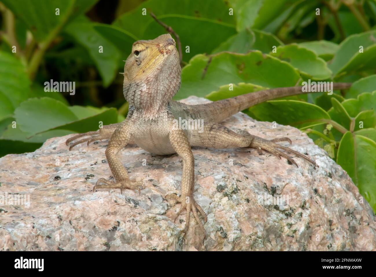 Close up a Changeable Lizard (Calotes versicolor) looking around on the ...