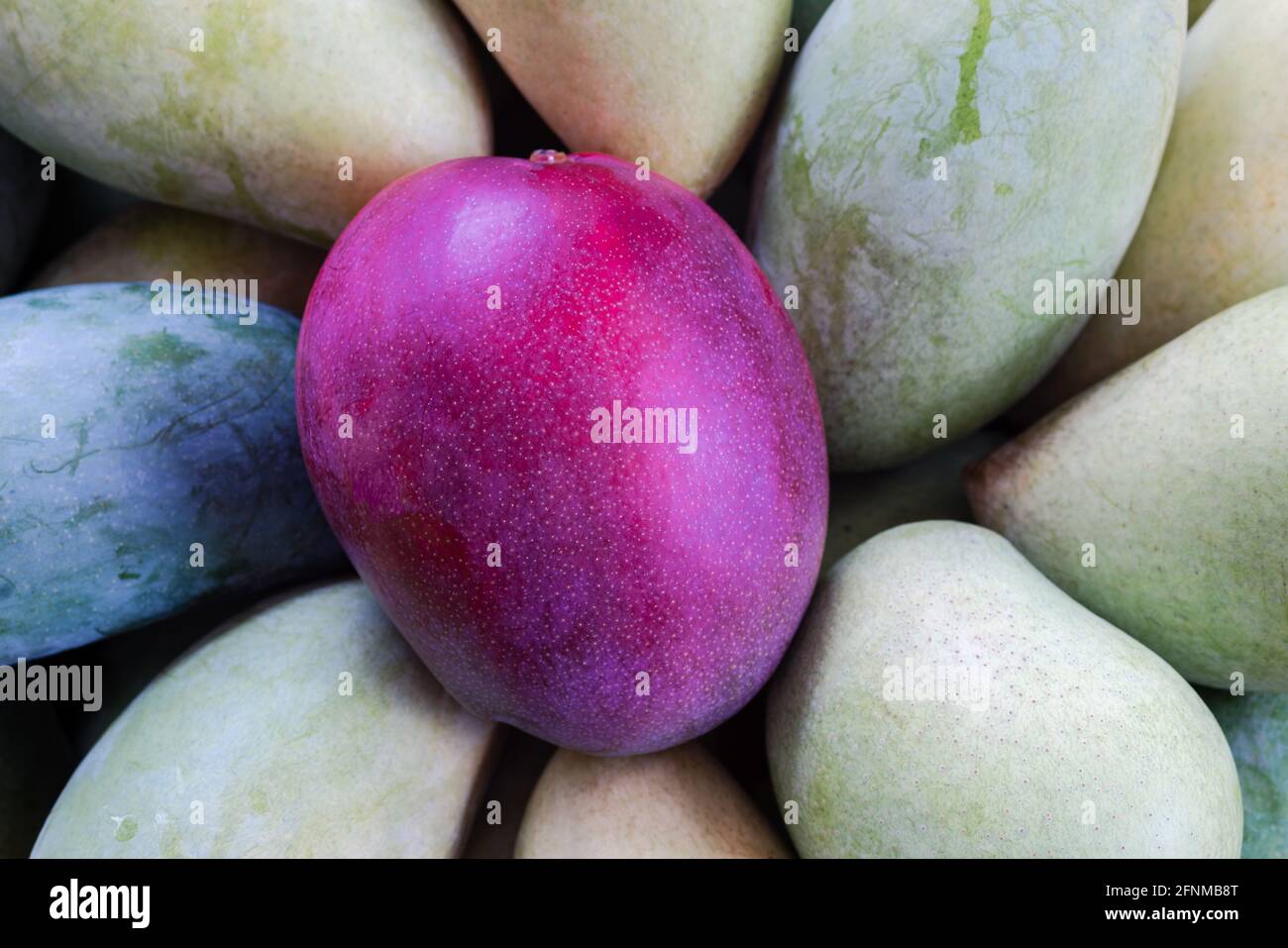 Fresh purple mango and other mangoes from the organic farm Stock Photo ...