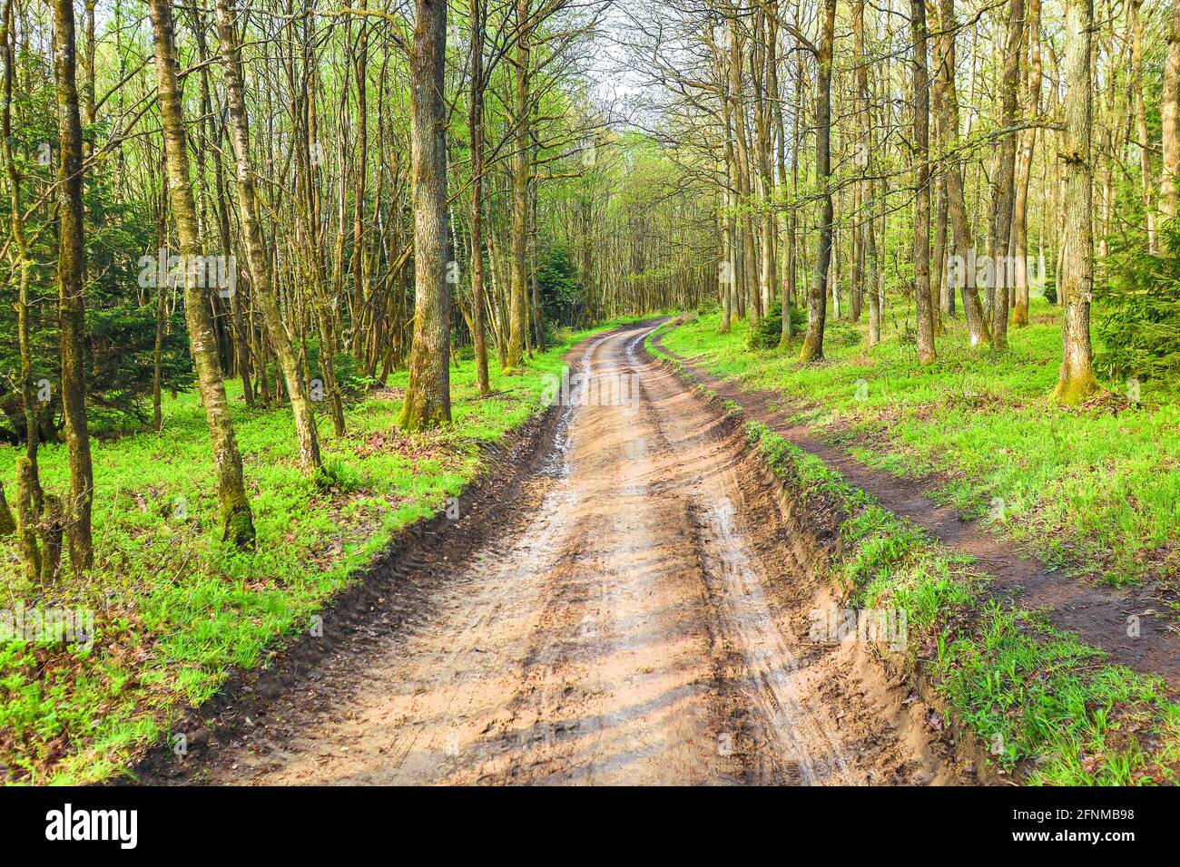 a spring forest path Stock Photo - Alamy