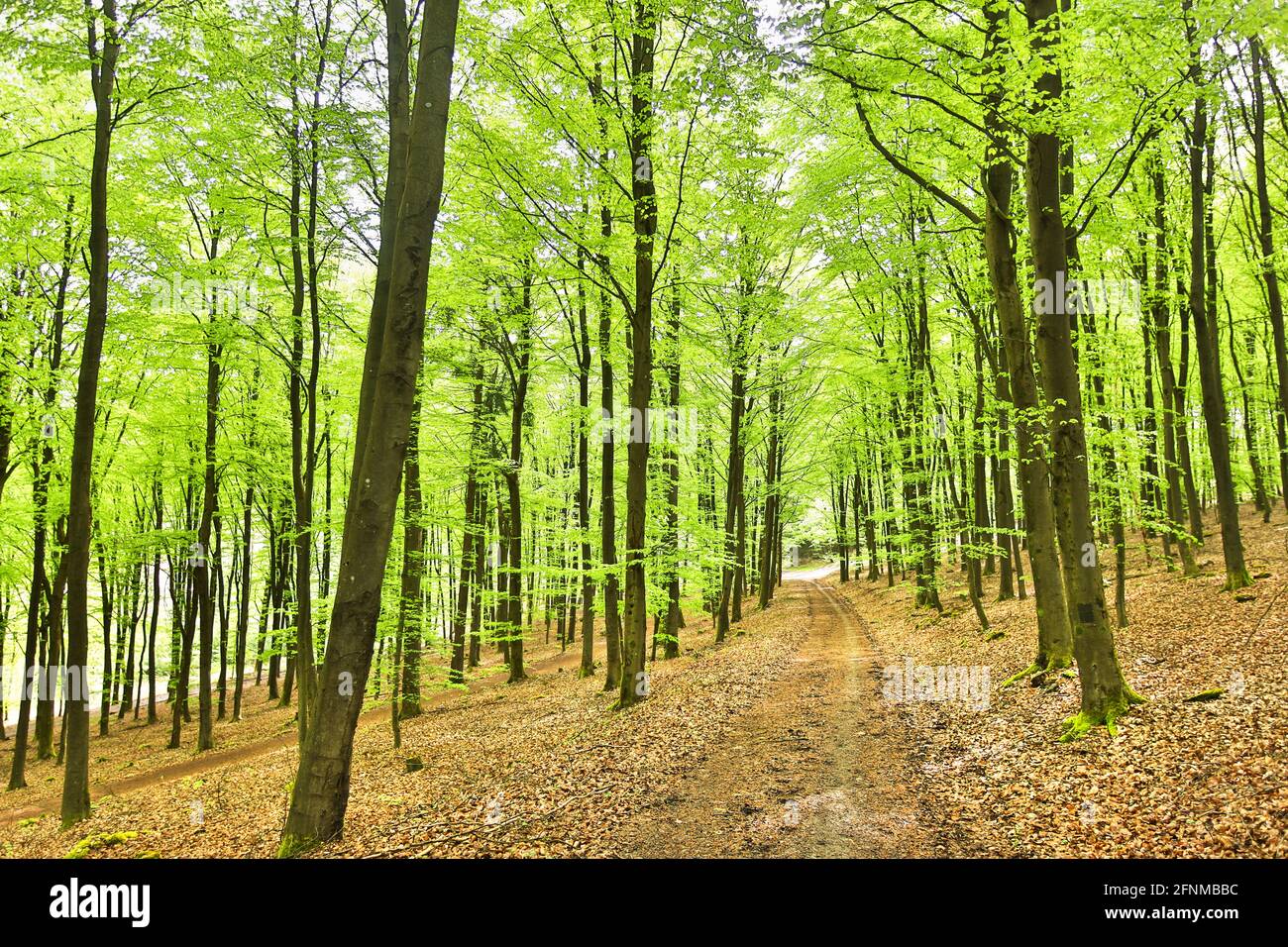 Path forest beech spring hi-res stock photography and images - Alamy
