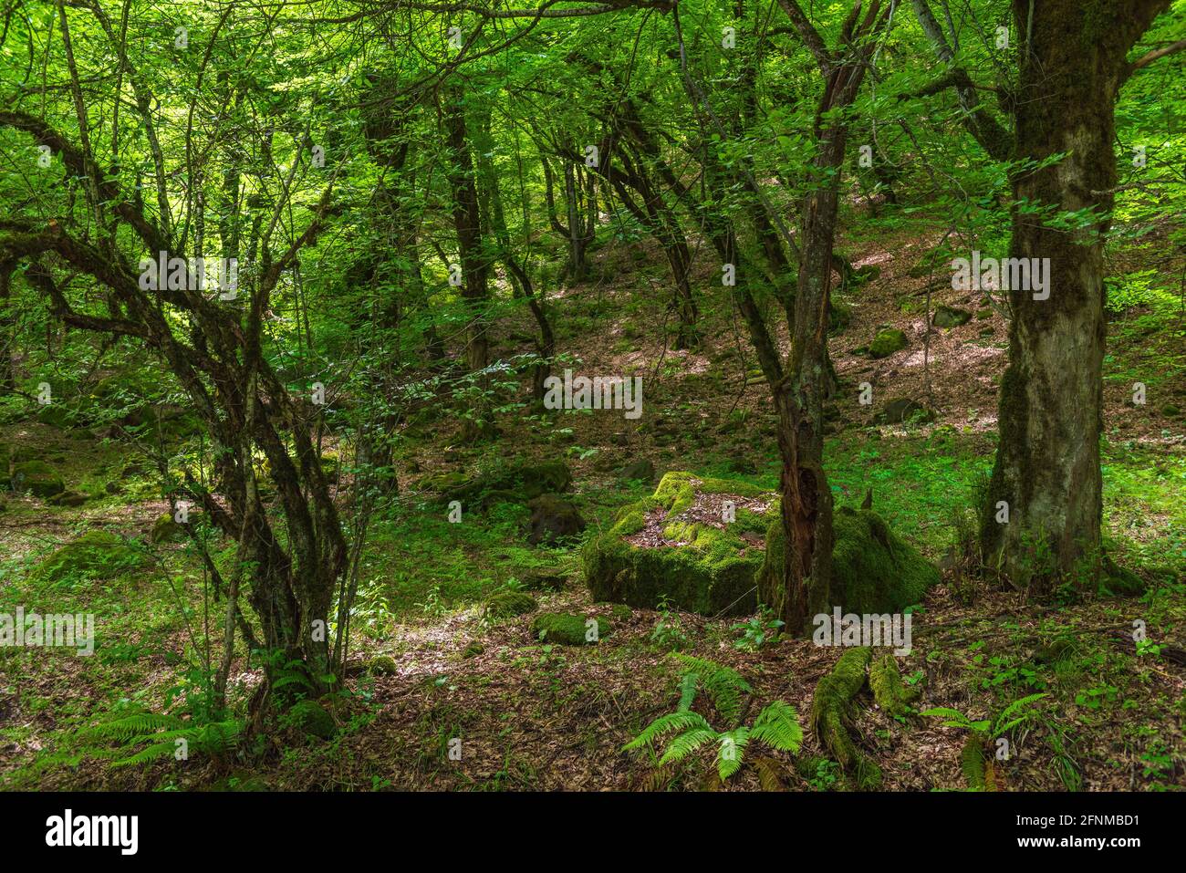 Beautiful green deciduous forest scenery Stock Photo - Alamy