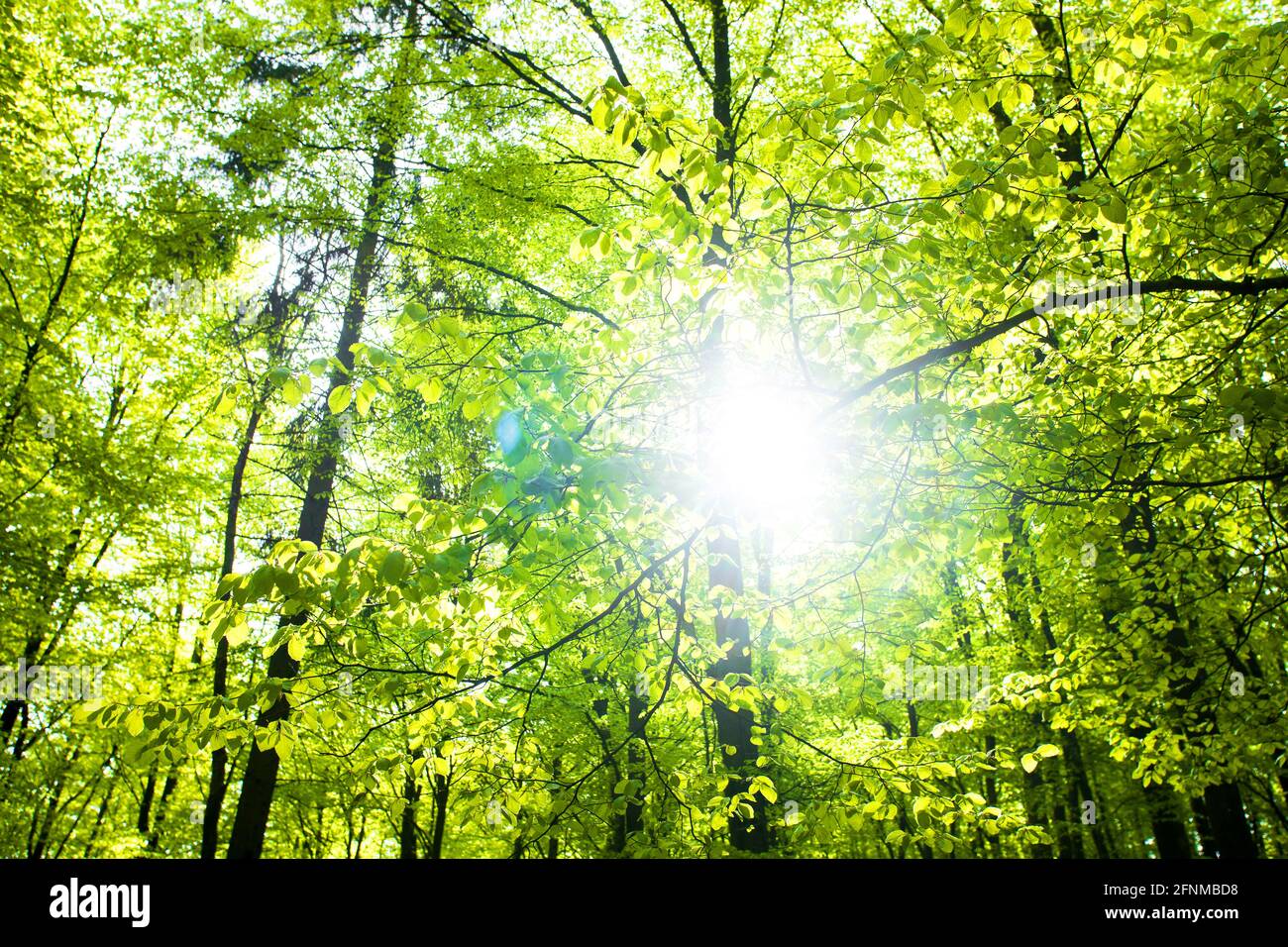 Beech forest in spring hi-res stock photography and images - Alamy