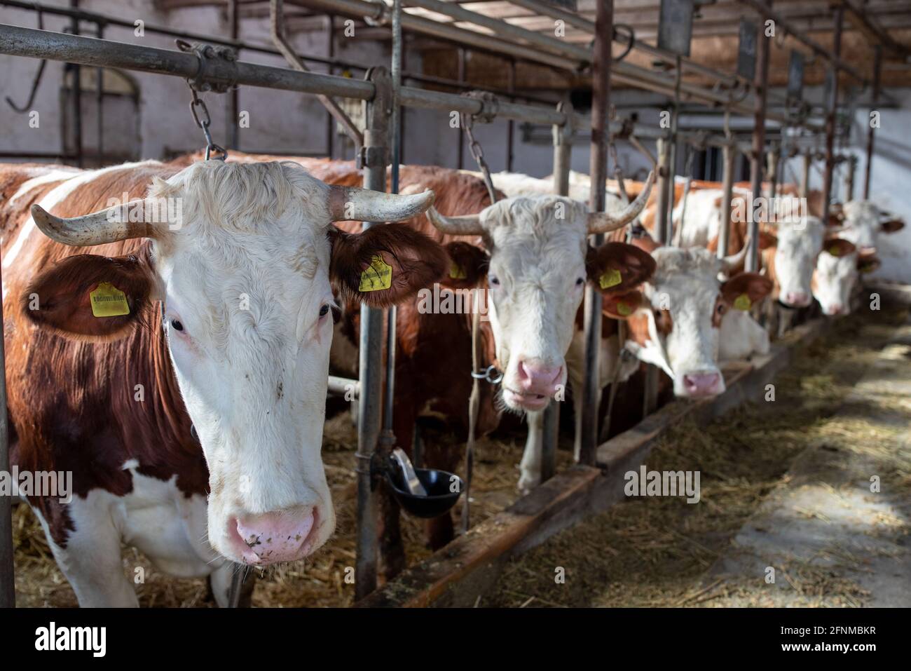 Simmental cows lstandingin stable and looking at camera son dairy farm ...