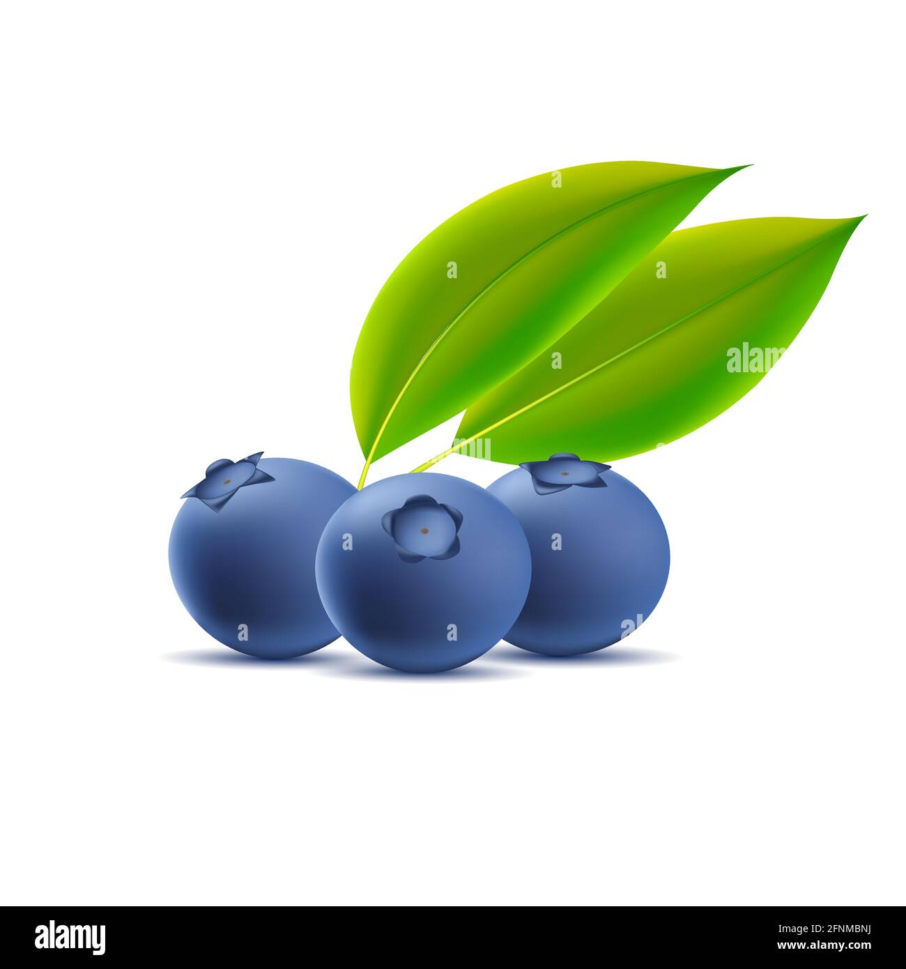 Blueberry with leaves isolated on white background, three berries 3d ...