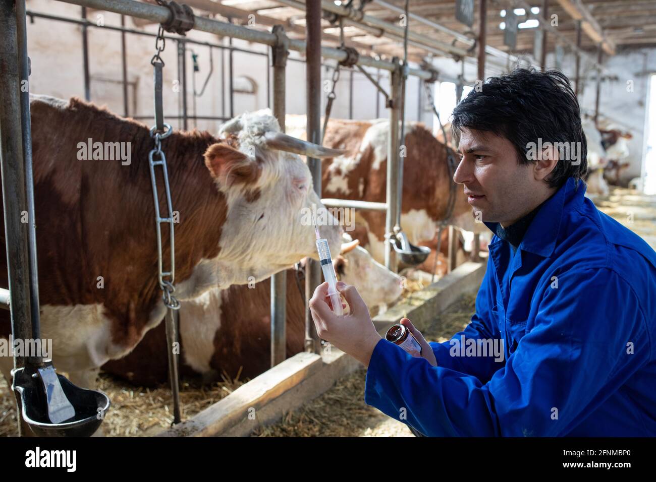 Handsome veterinarian holding syringe with needle in front of simmental ...