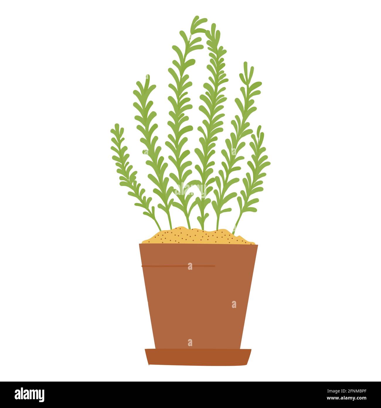 Cartoon rosemary in pot. Isolated vector illustration for handmade ...