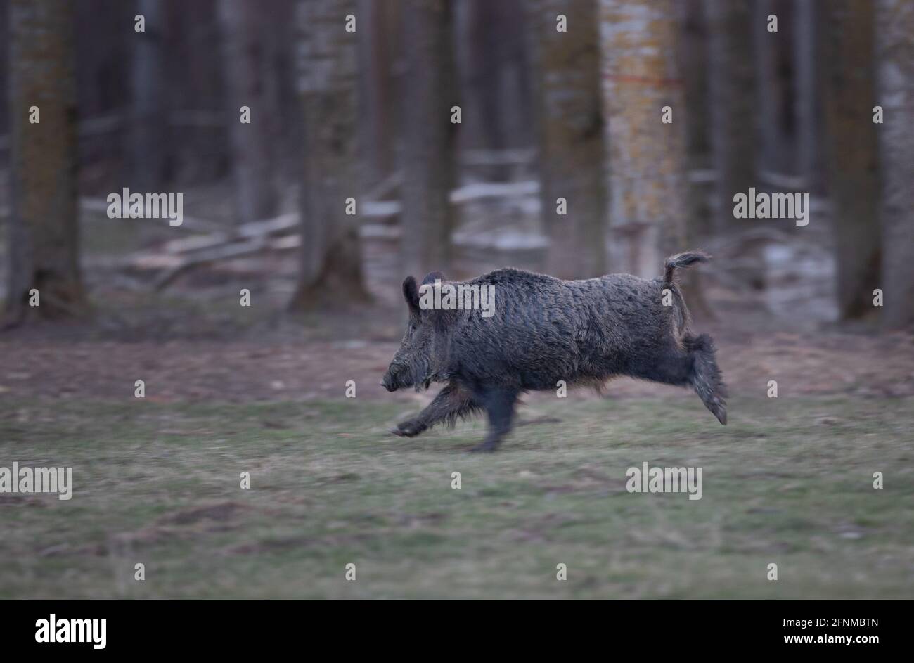 Wild boar (sus scrofa ferus) running on meadow in front of forest in ...