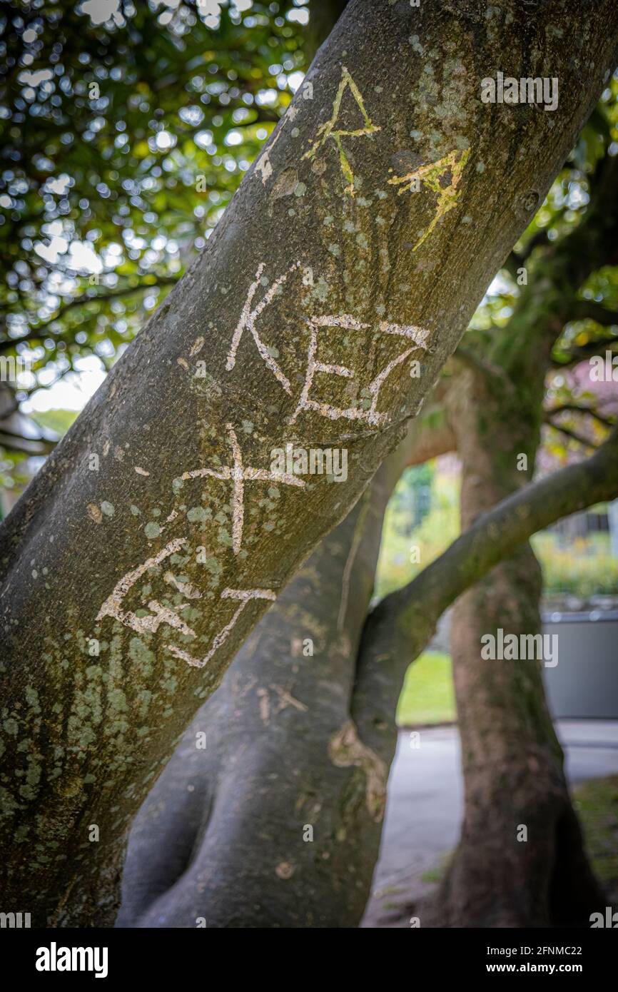 Letters carved into tree hi-res stock photography and images - Alamy