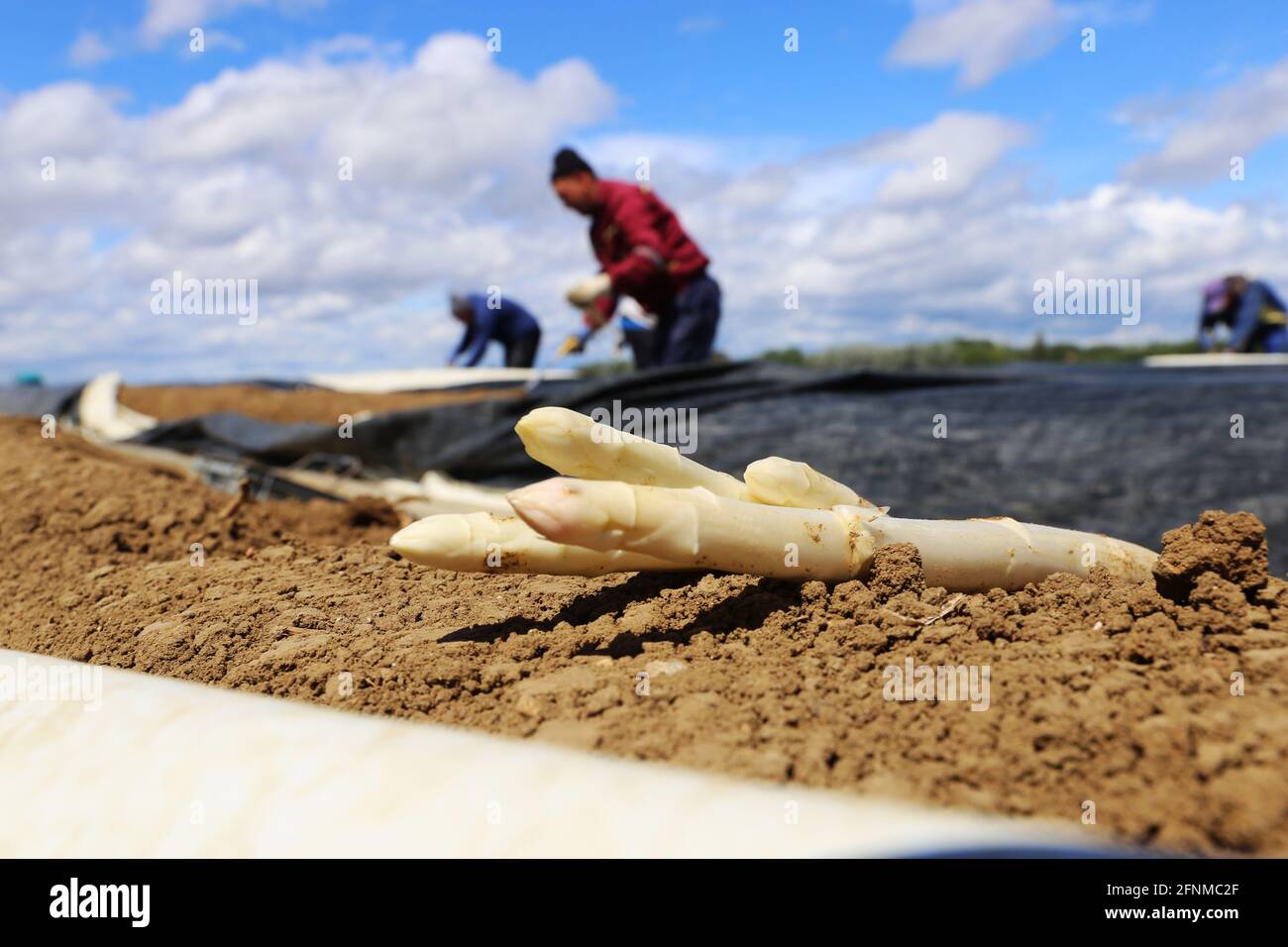 Agricultural asparagus harvest Stock Photo - Alamy
