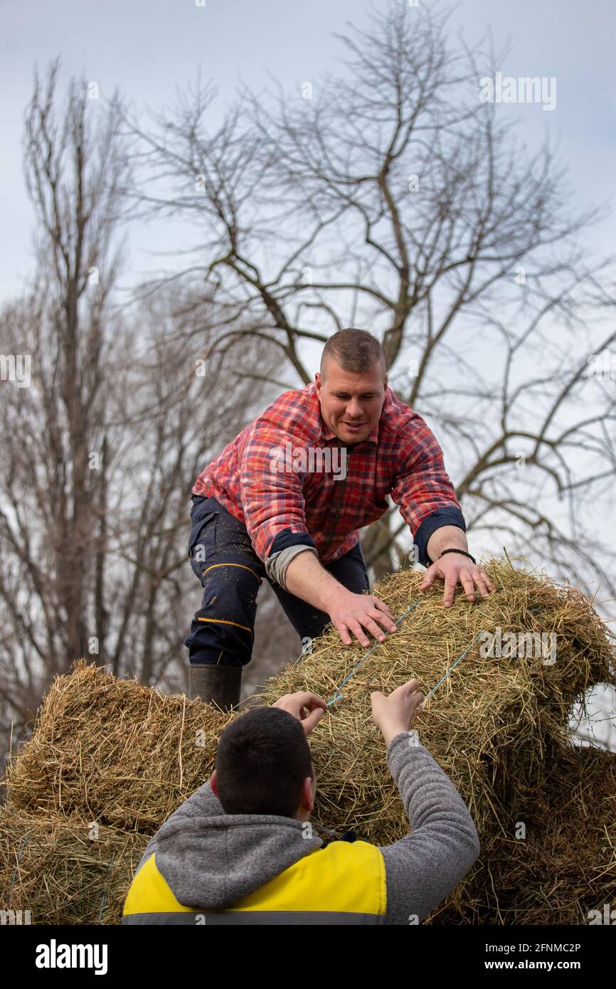 Lifting bales of straw hi-res stock photography and images - Alamy