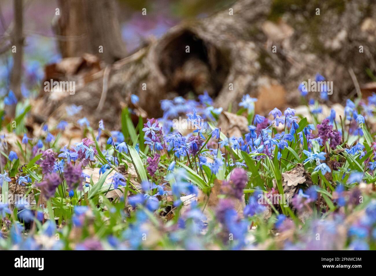 Blooming lawn with many pretty Scilla bifolia (two-leaf squill) and ...