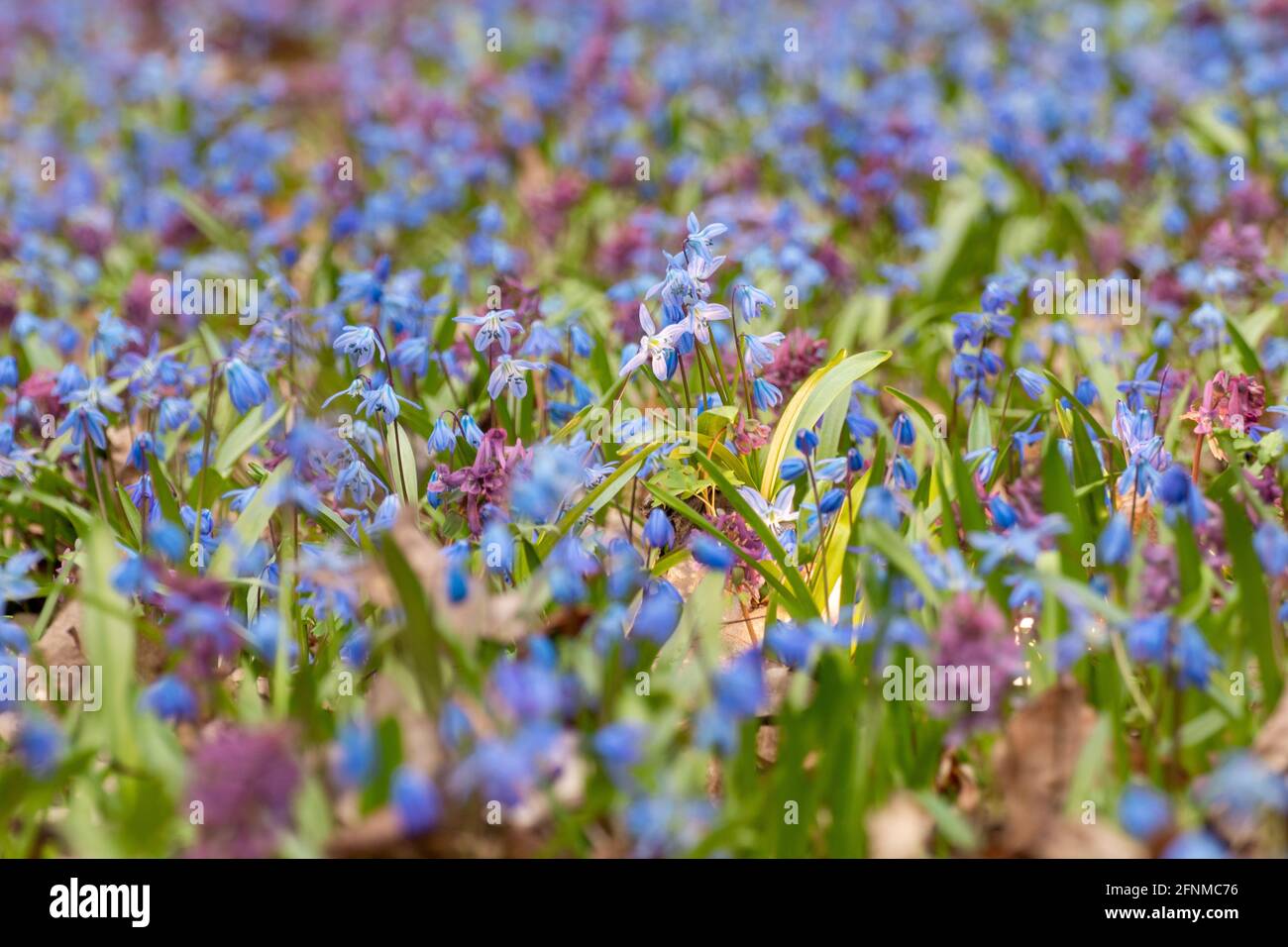 Magic light shining from blooming lawn with pretty blue Scilla bifolia ...