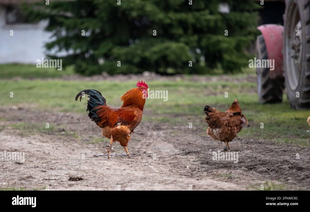 Rooster hunting hen on farm with tractor in background Stock Photo - Alamy