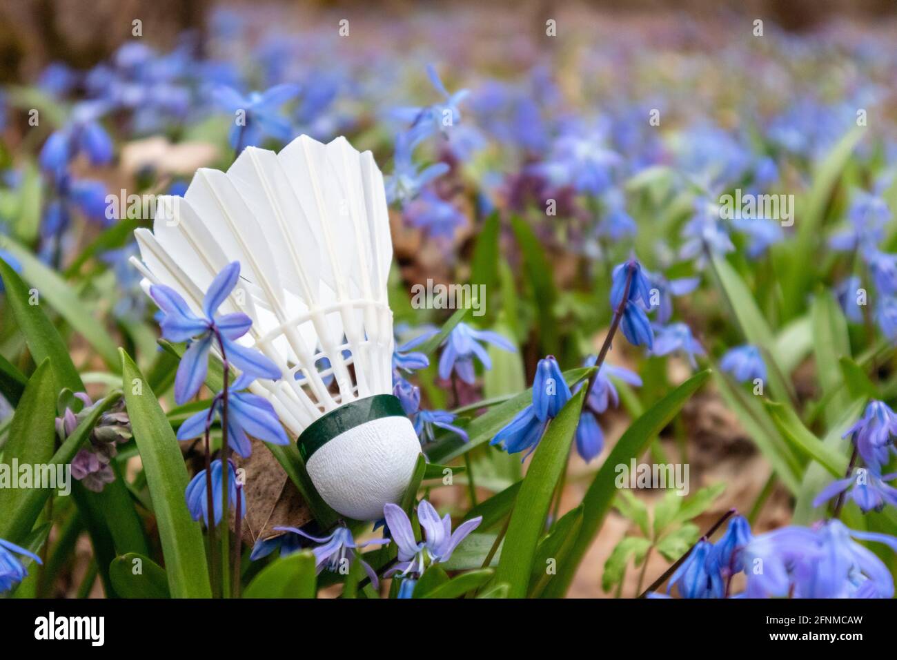 Badminton white feather shuttlecock close-up in spring blue scilla ...