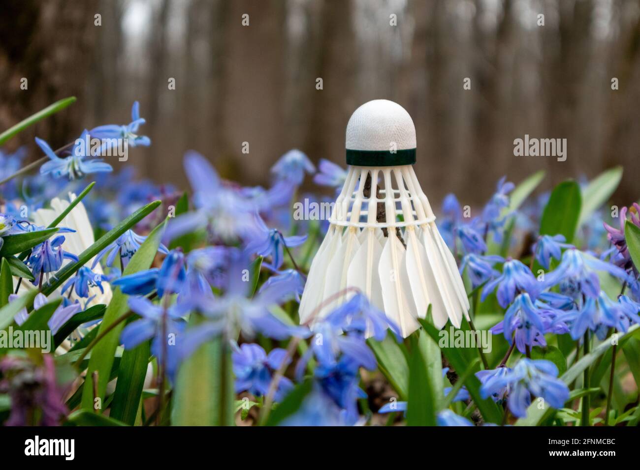 Shuttlecock stand up. Badminton white feather shuttle close-up in ...