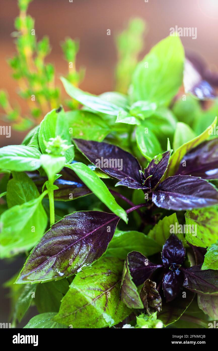 A bunch of fresh juicy basil, close up Stock Photo - Alamy