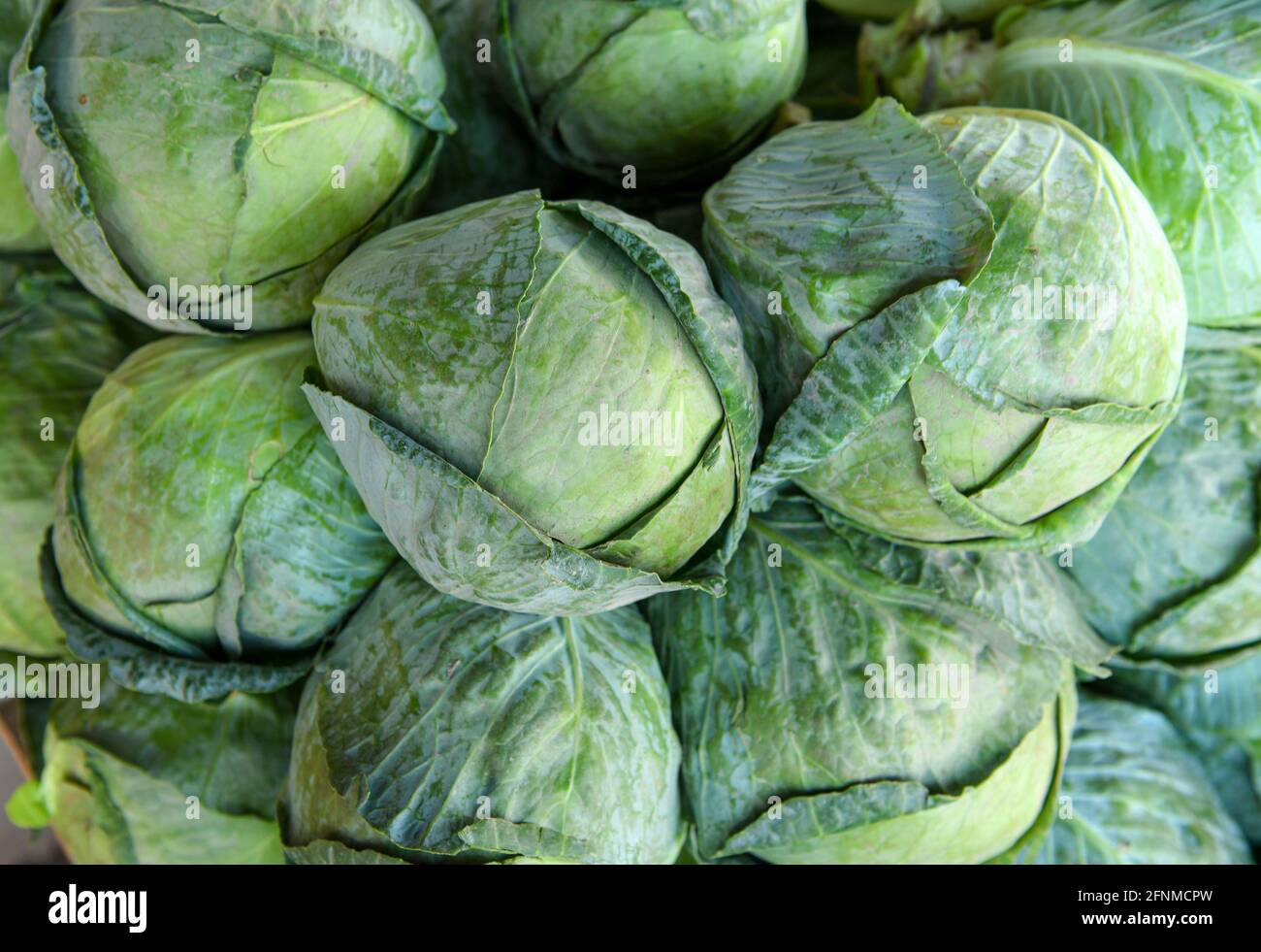 Cabbage is a leafy green, red, or white biennial plant grown as an ...