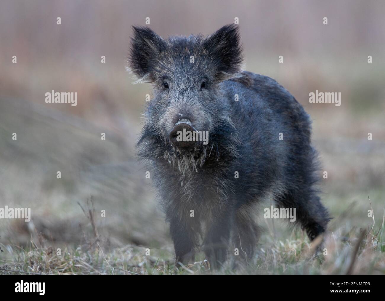 Wild boar (sus scrofa ferus) walking in forest and looking at camera ...