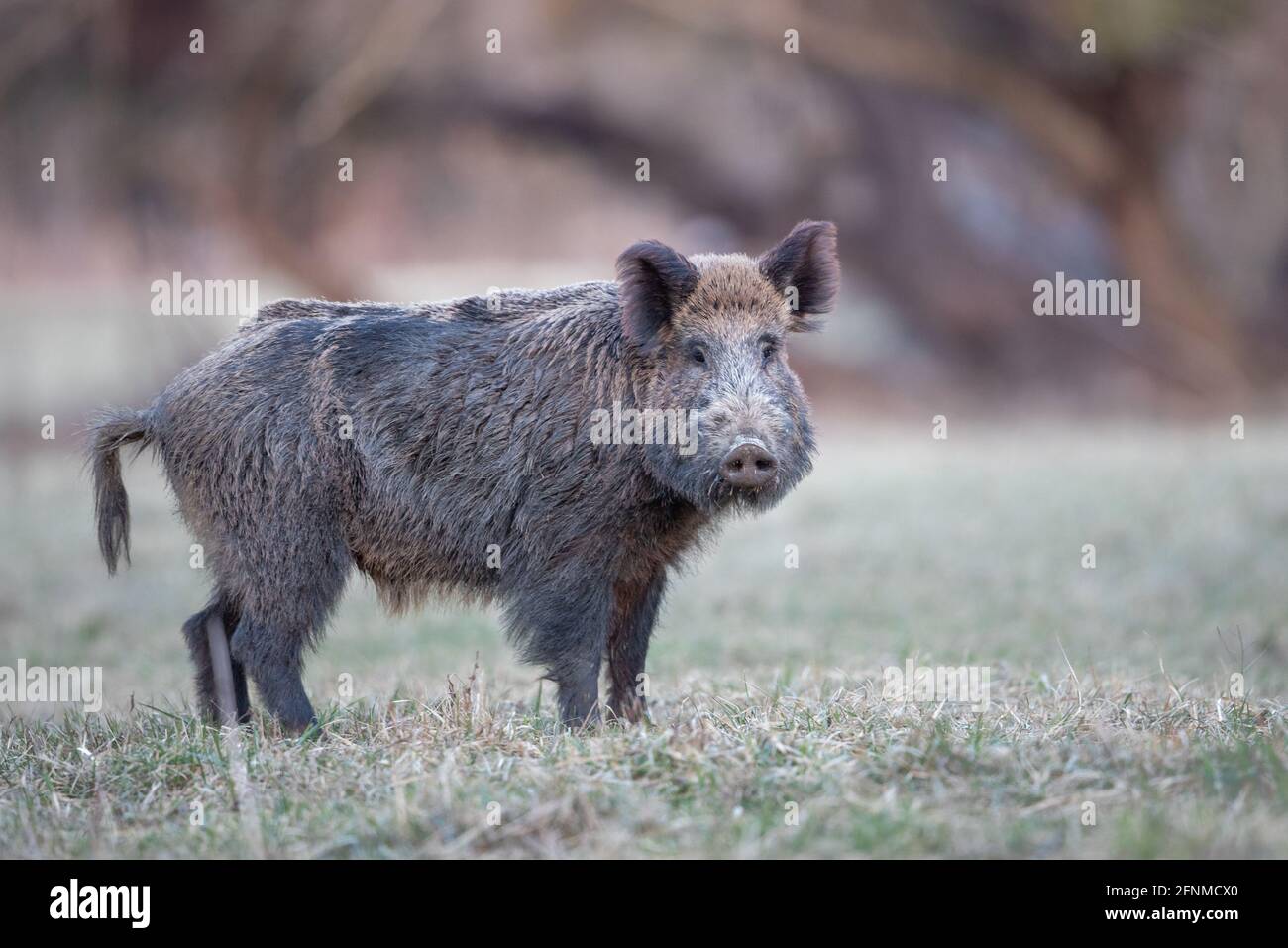 Wild boar (sus scrofa ferus) standing in forest and looking at camera ...