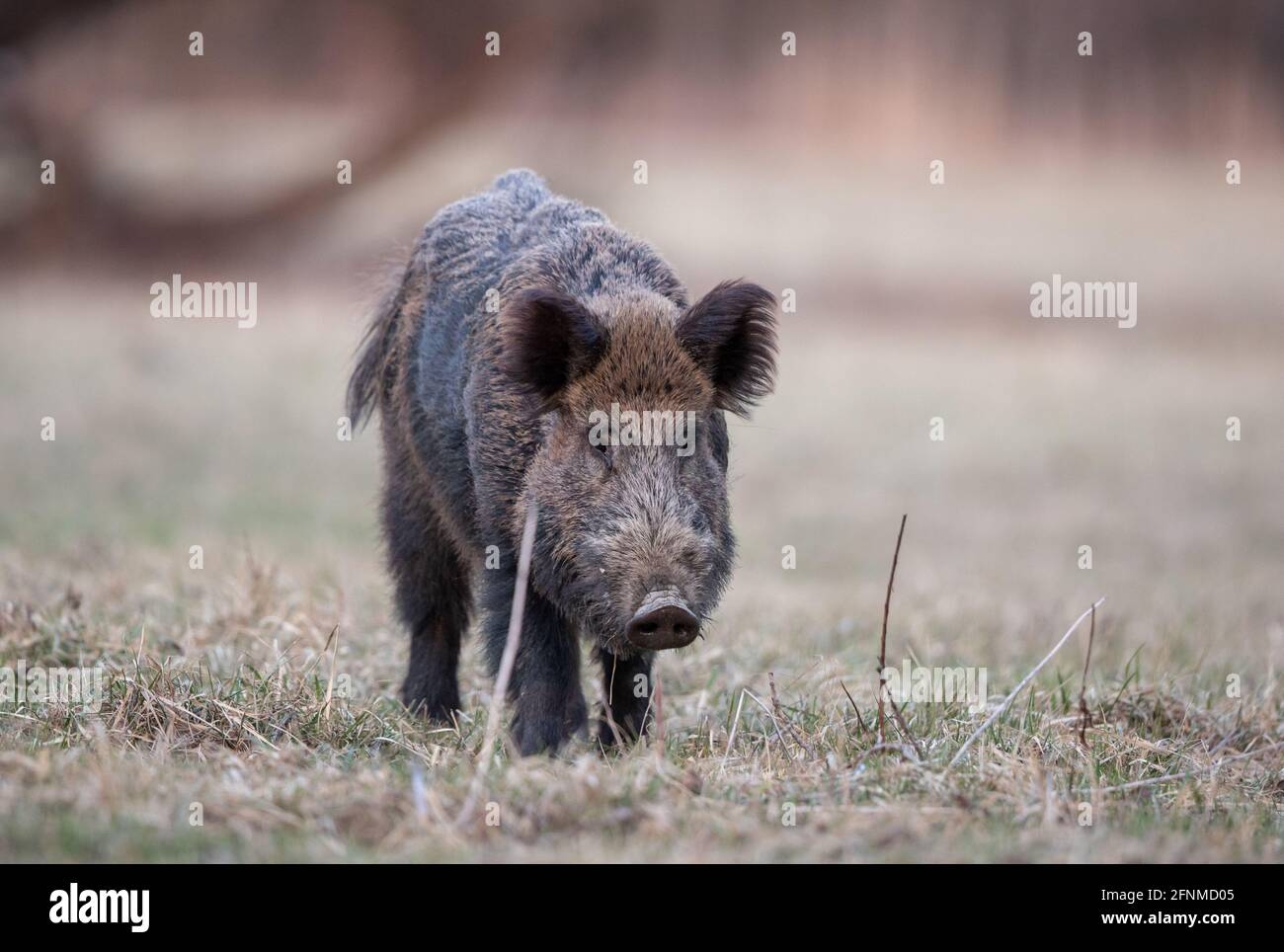 Boar habitat hi-res stock photography and images - Alamy
