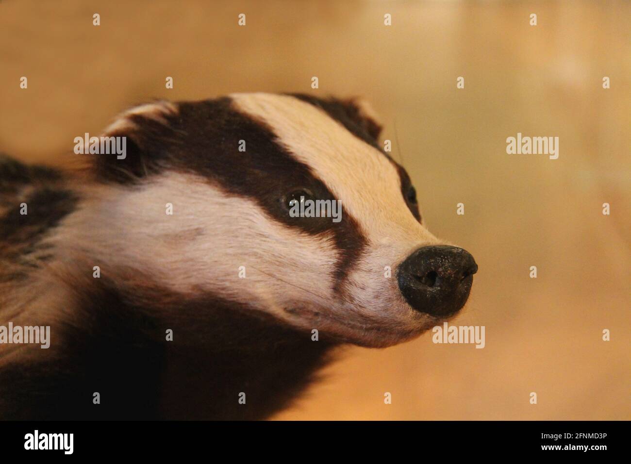 The Head of a Dead Stuffed Badger Animal Stock Photo - Alamy