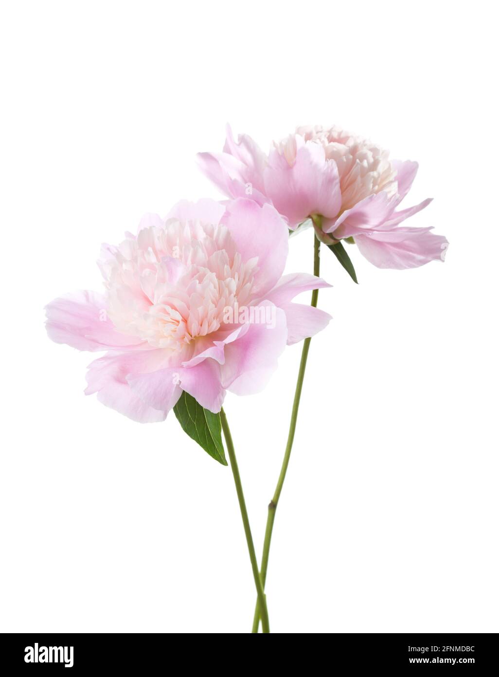 Pair of peonies hi-res stock photography and images - Alamy