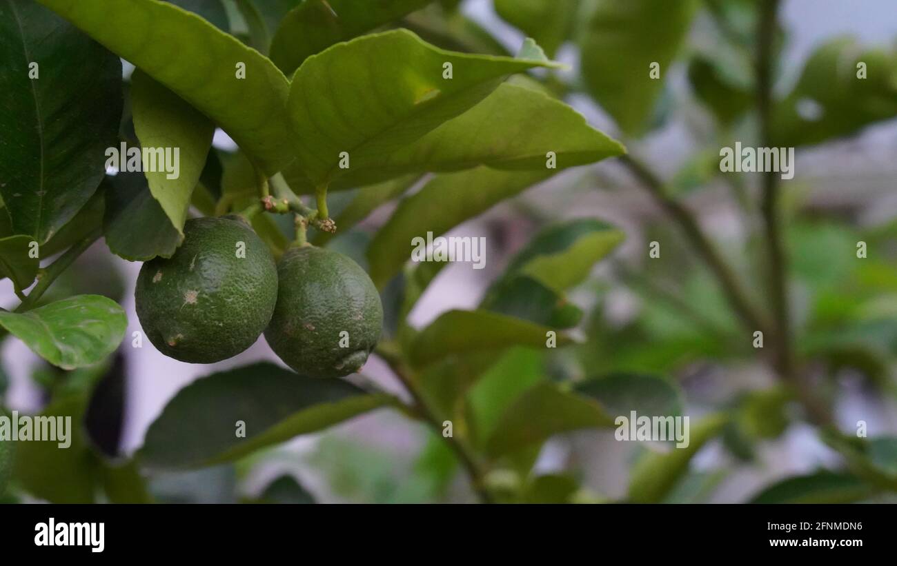 Fresh green lemons grow on the lemon tree in a garden background ...