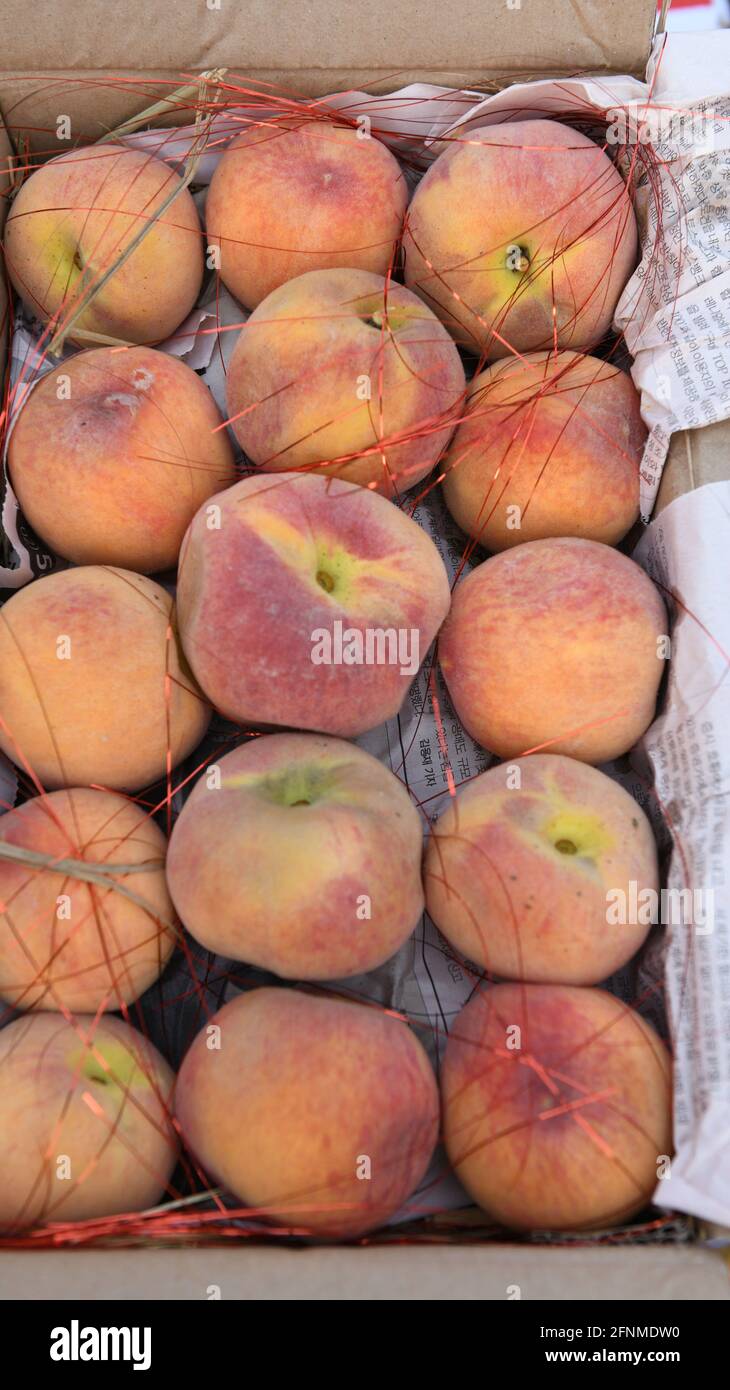 The peach is a deciduous tree native to the region of Northwest China ...