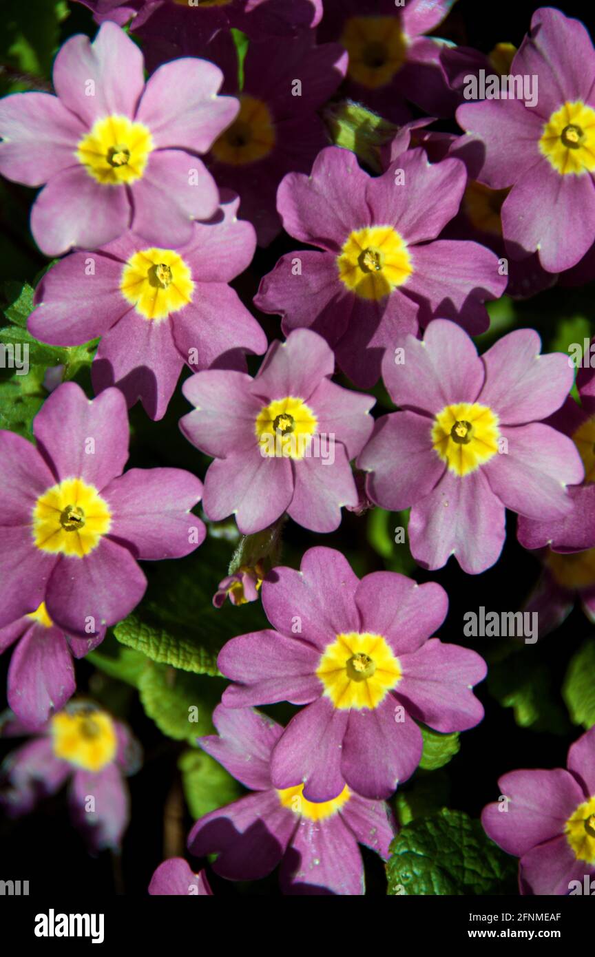 A mass of purple Primrose Stock Photo - Alamy
