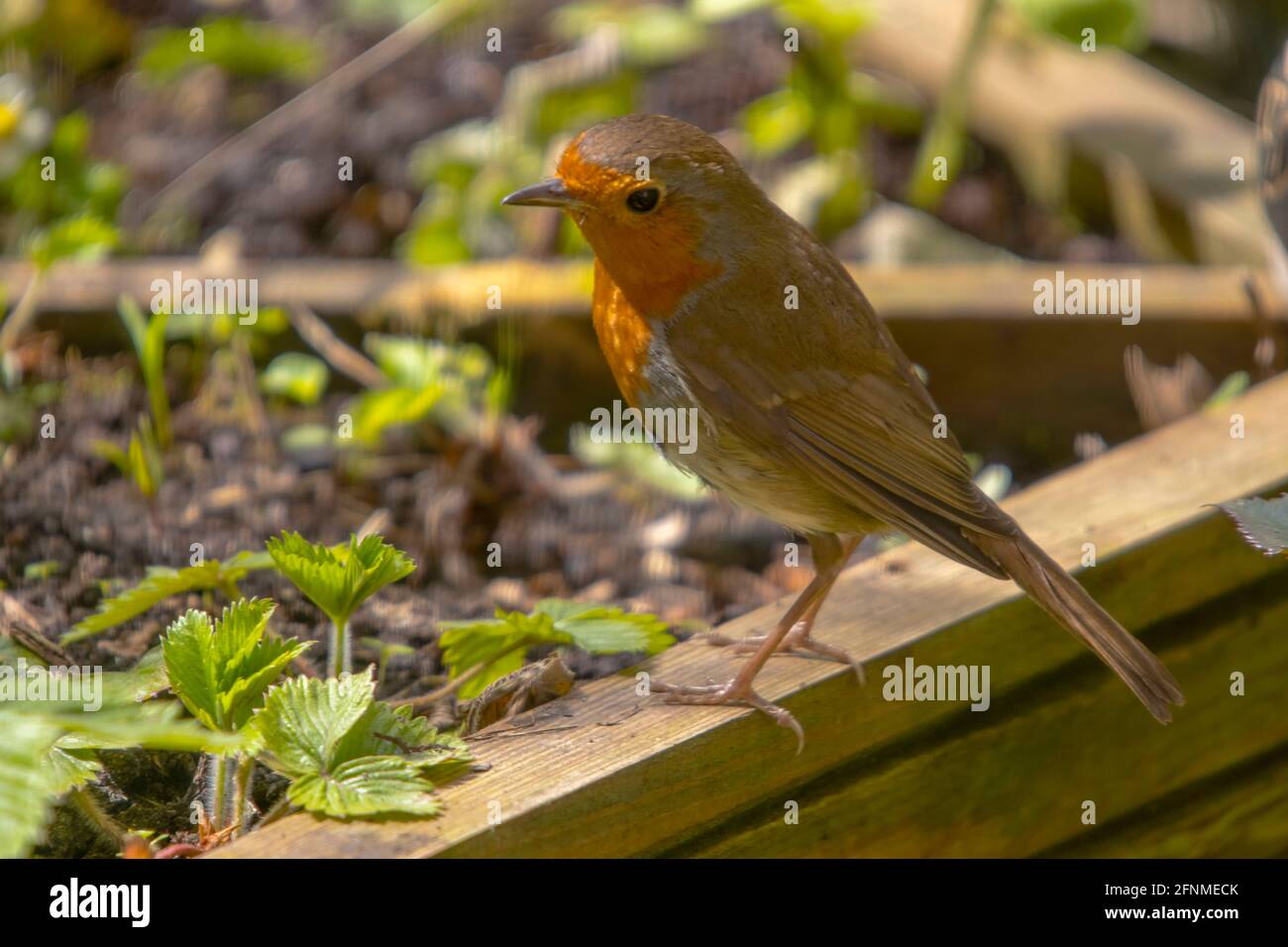 A European Robin (Erithacus rubecula Stock Photo - Alamy
